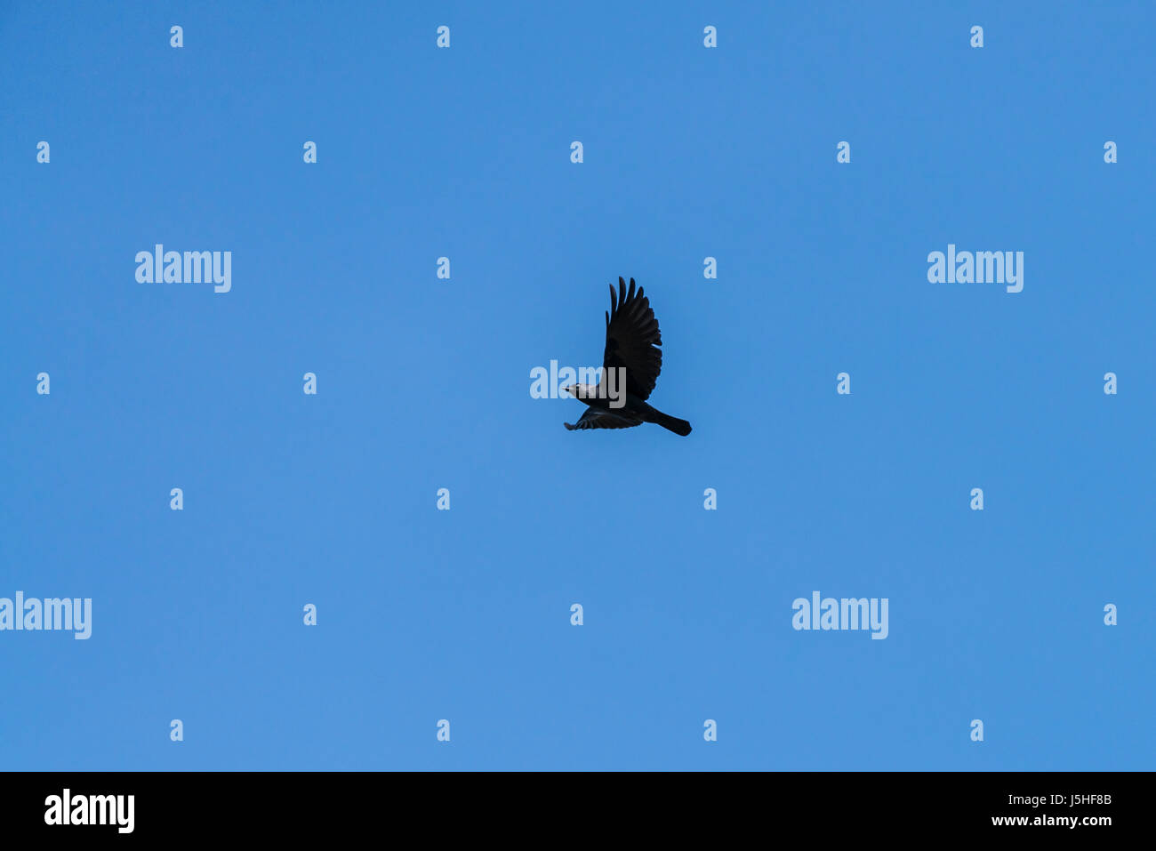 A jackdaw (Corvus monedula) in flight Stock Photo - Alamy