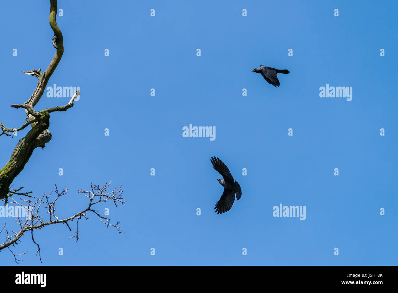 A pair of jackdaws (Corvus monedula) in flight Stock Photo - Alamy