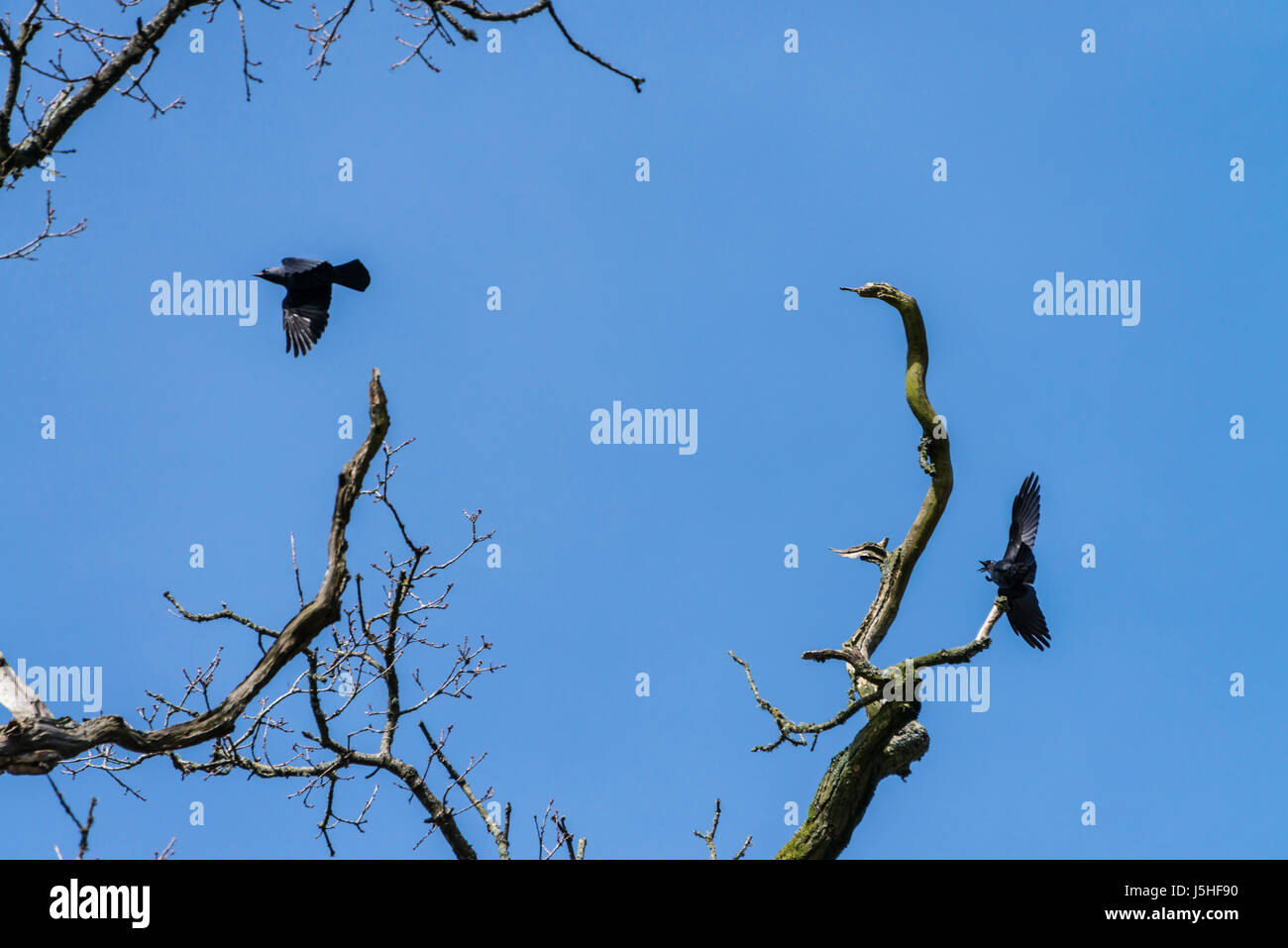 Crow Landing Stock Photos & Crow Landing Stock Images - Alamy