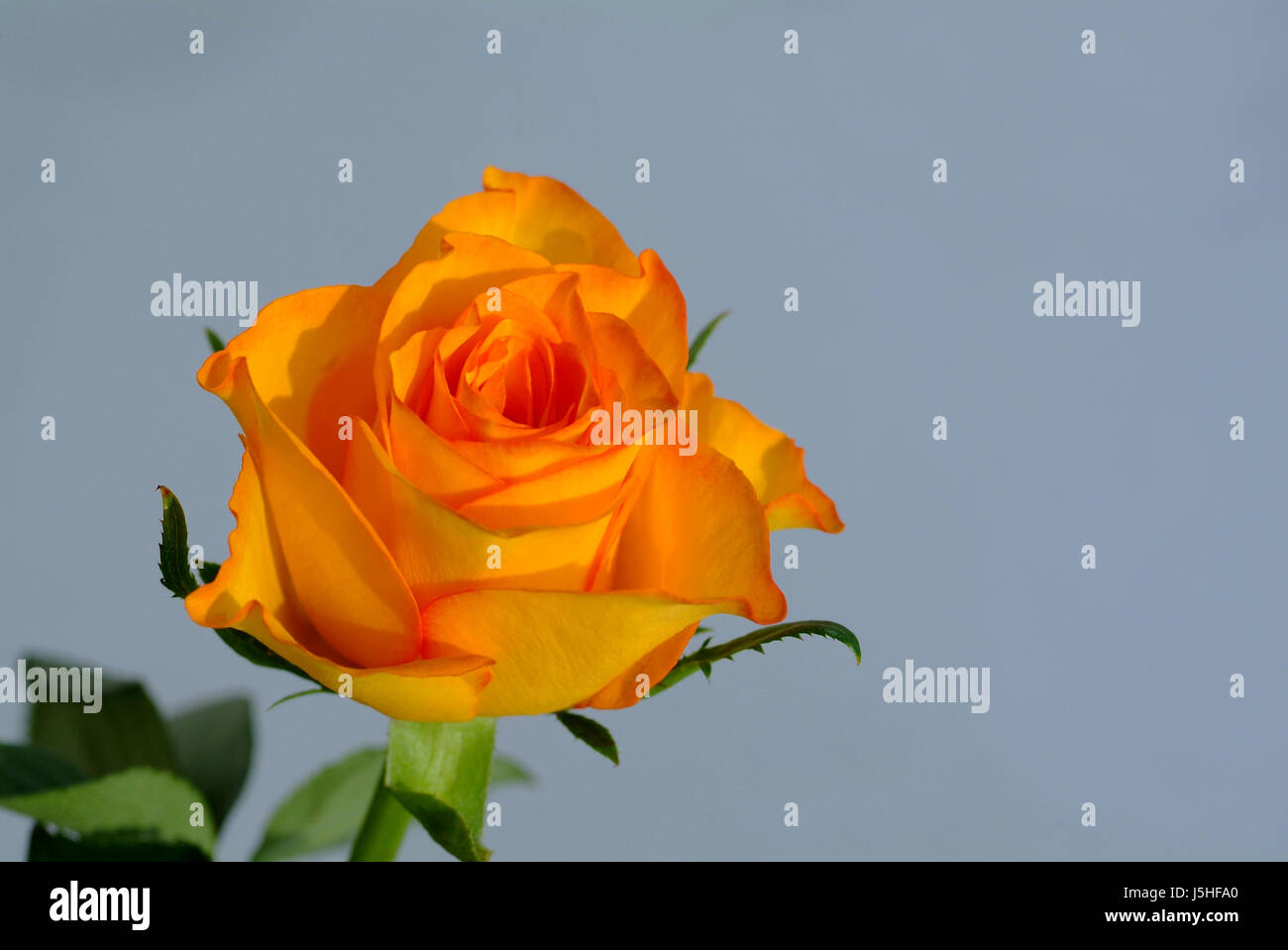 flower plant rose bloom blossom flourish flourishing flowers blossoms ...
