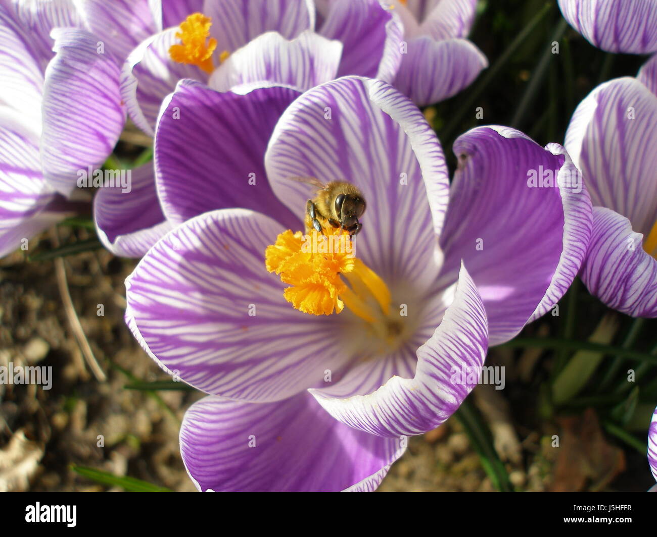 both are the harbinger of spring Stock Photo - Alamy