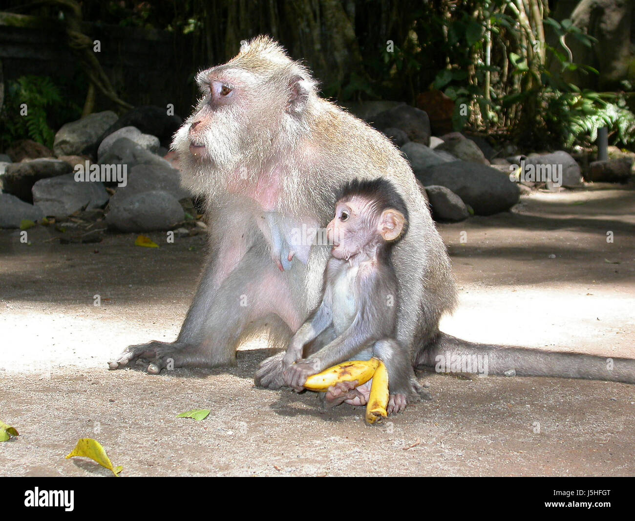monkey see movies right Stock Photo - Alamy