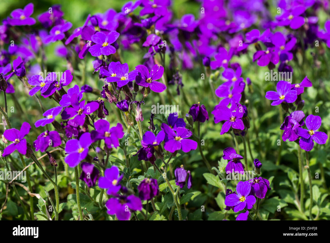 A flowering aubrieta plant Stock Photo - Alamy