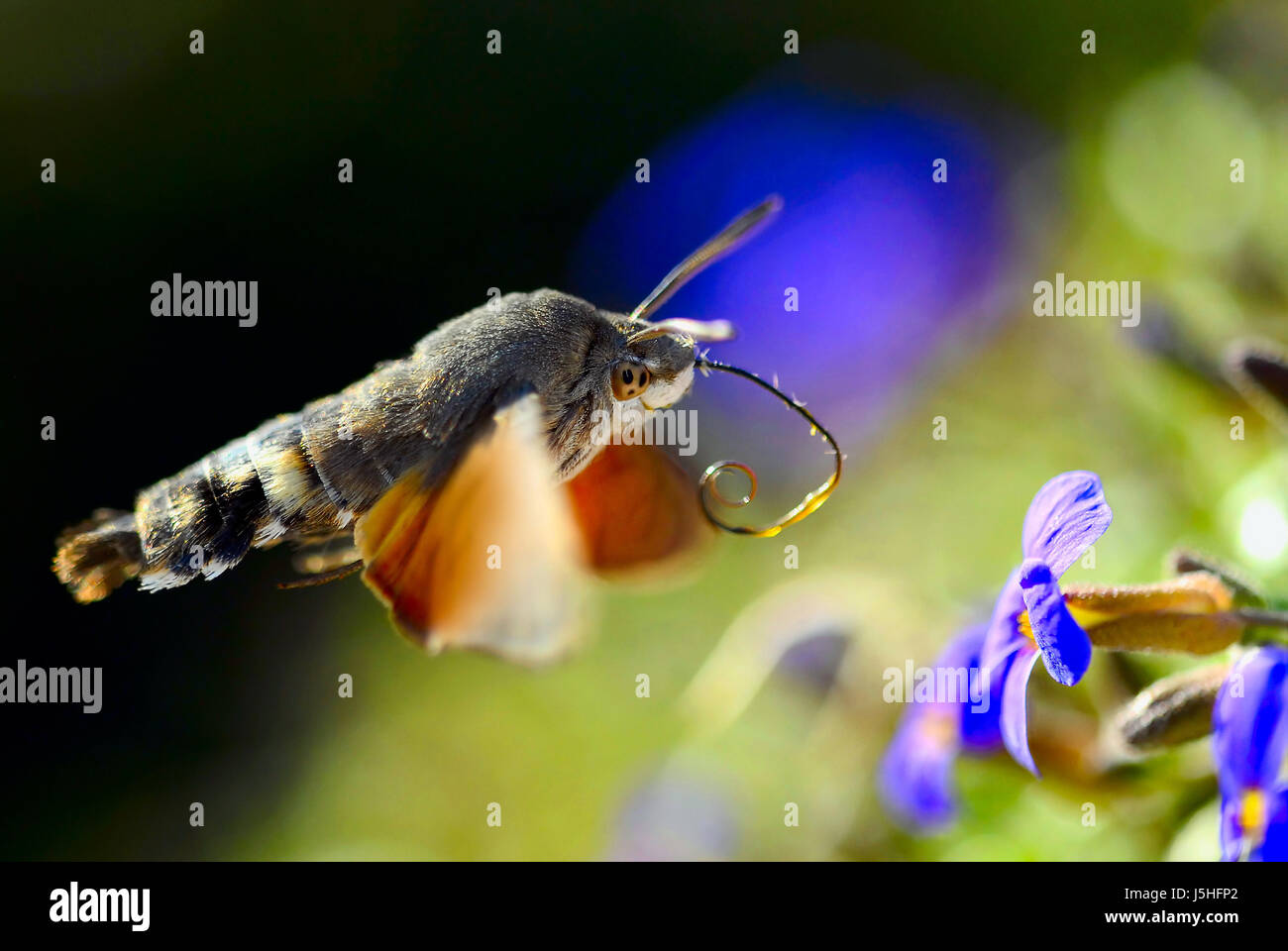 garden butterfly wing nectar pollen enthusiast butterflies proboscis ...