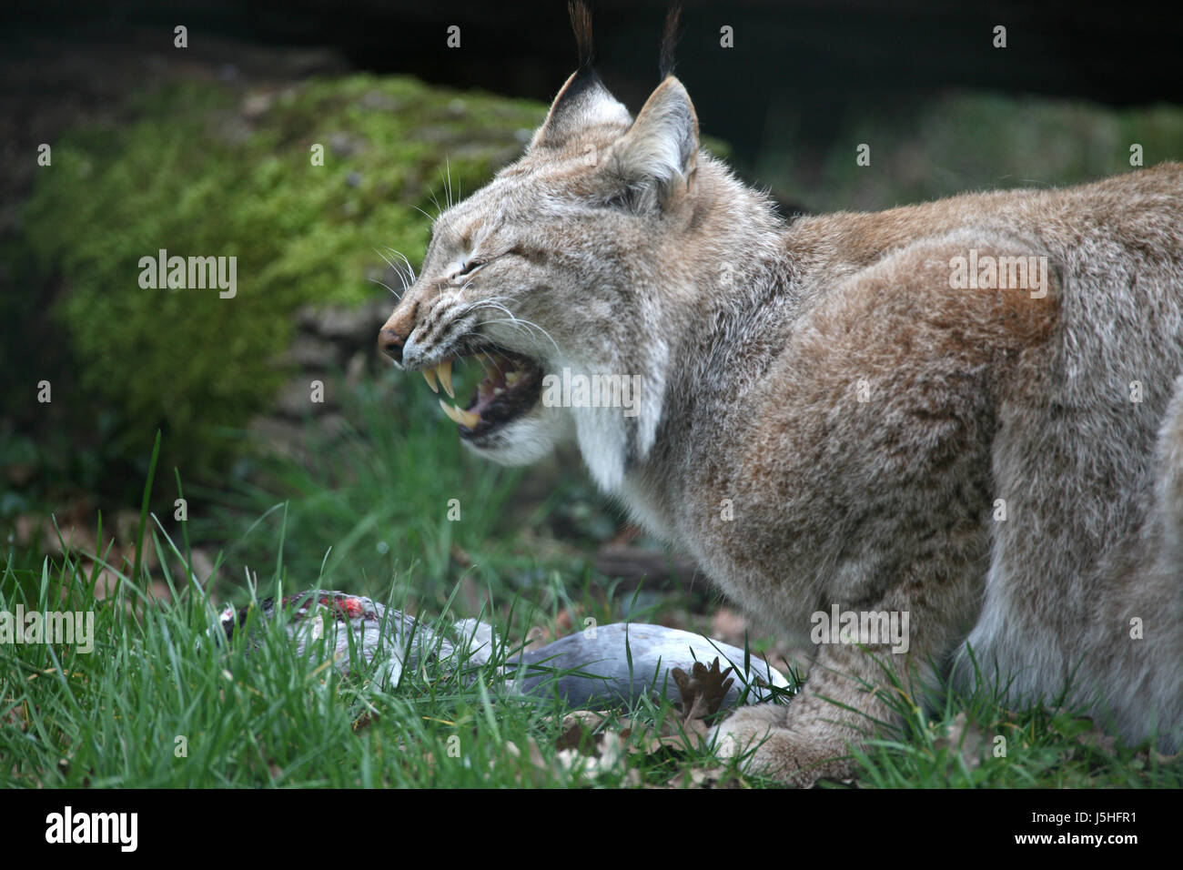 fodder animal mammal big cat feline predator predator prey booty to ...