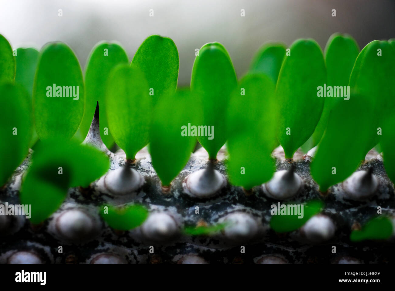 Dorn leaves hi-res stock photography and images - Alamy