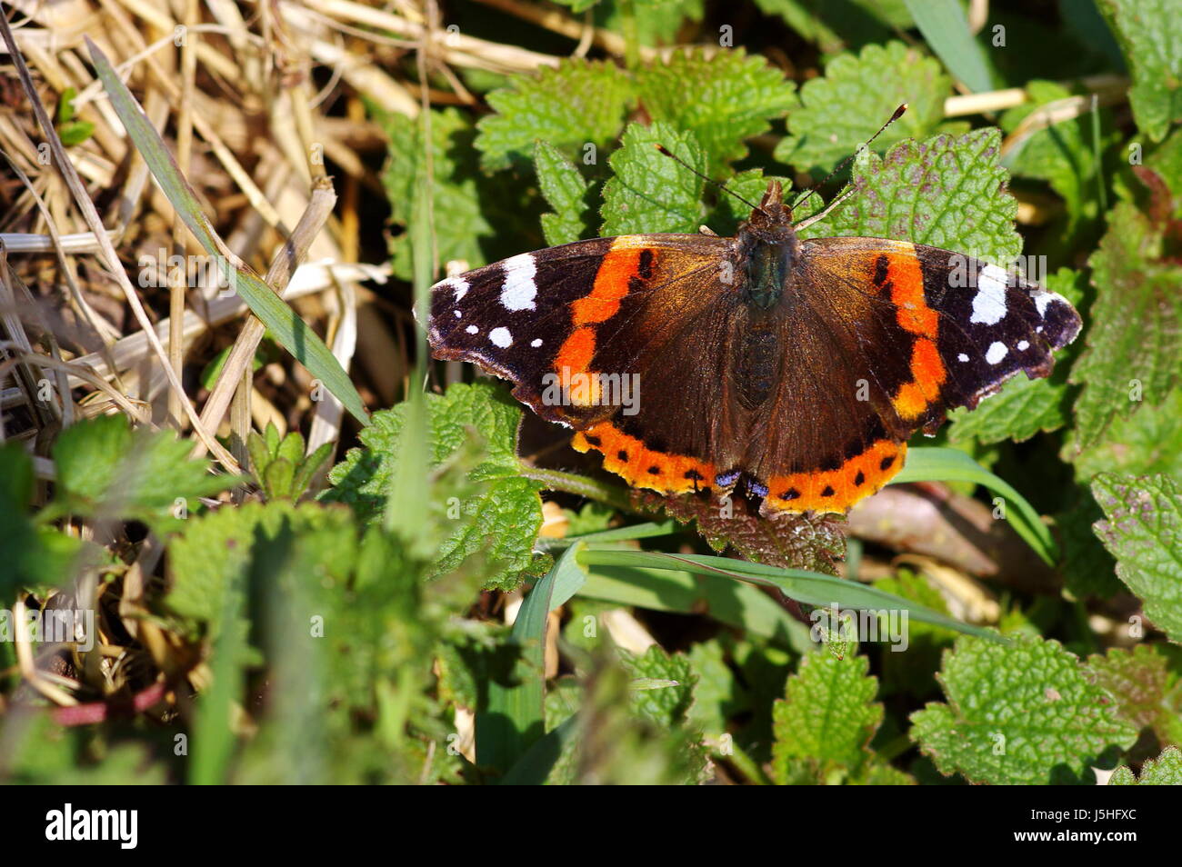 insects butterfly animals moth admiral nature tagfalter fleckenfalter ...