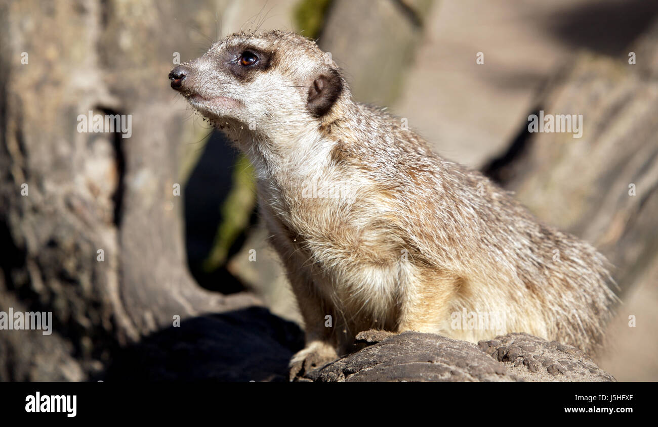 Isch hi-res stock photography and images - Alamy