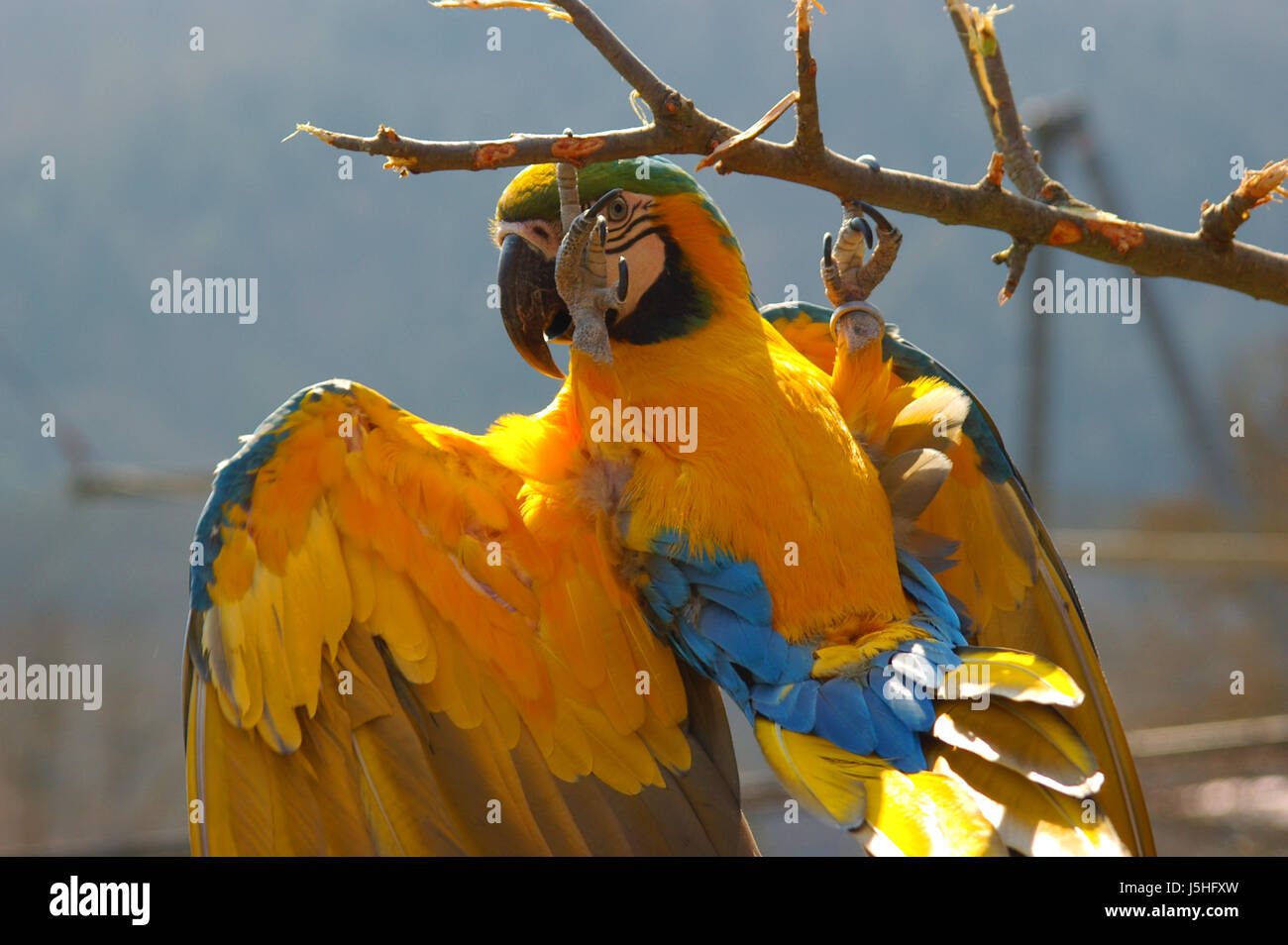 bird birds eyes feathers beak feathering colour beaks colors colours ...