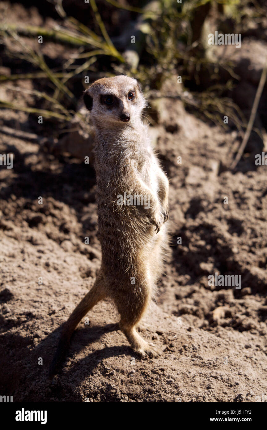 eyes look glancing see view looking peeking looking at skin nose muzzle ...