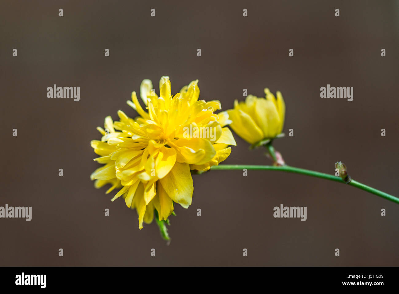 A close up of the cultivated Kerria japonica 'Pleniflora' Stock Photo ...
