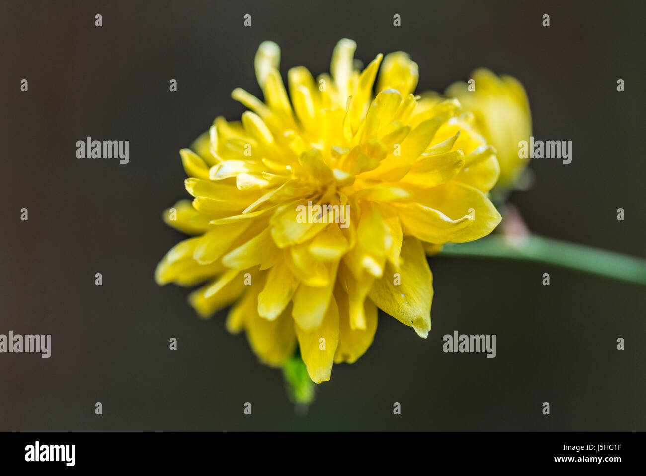 Jews mallow kerria japonica hi-res stock photography and images - Alamy