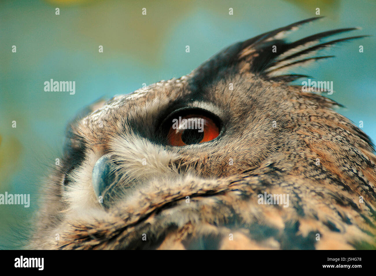 detail bird brown brownish brunette face watchful birds eyes look ...