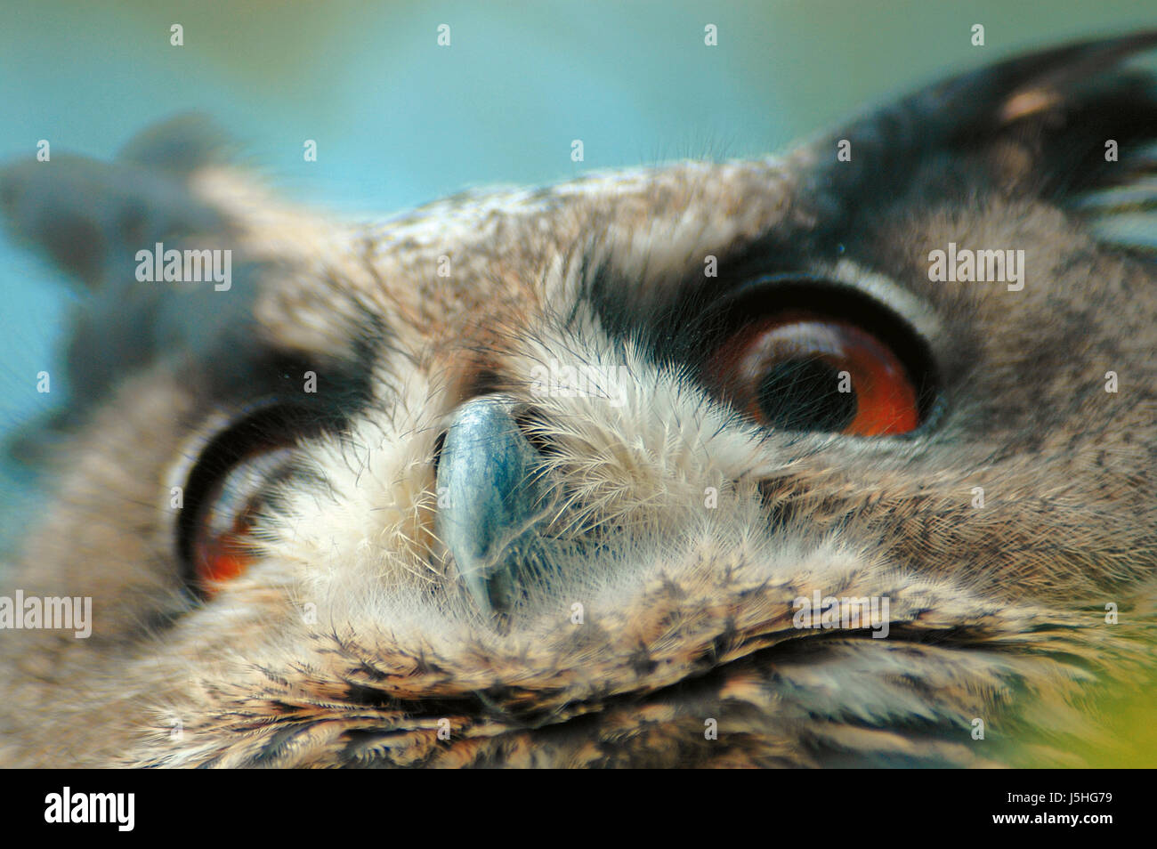 detail bird brown brownish brunette face watchful birds eyes look ...