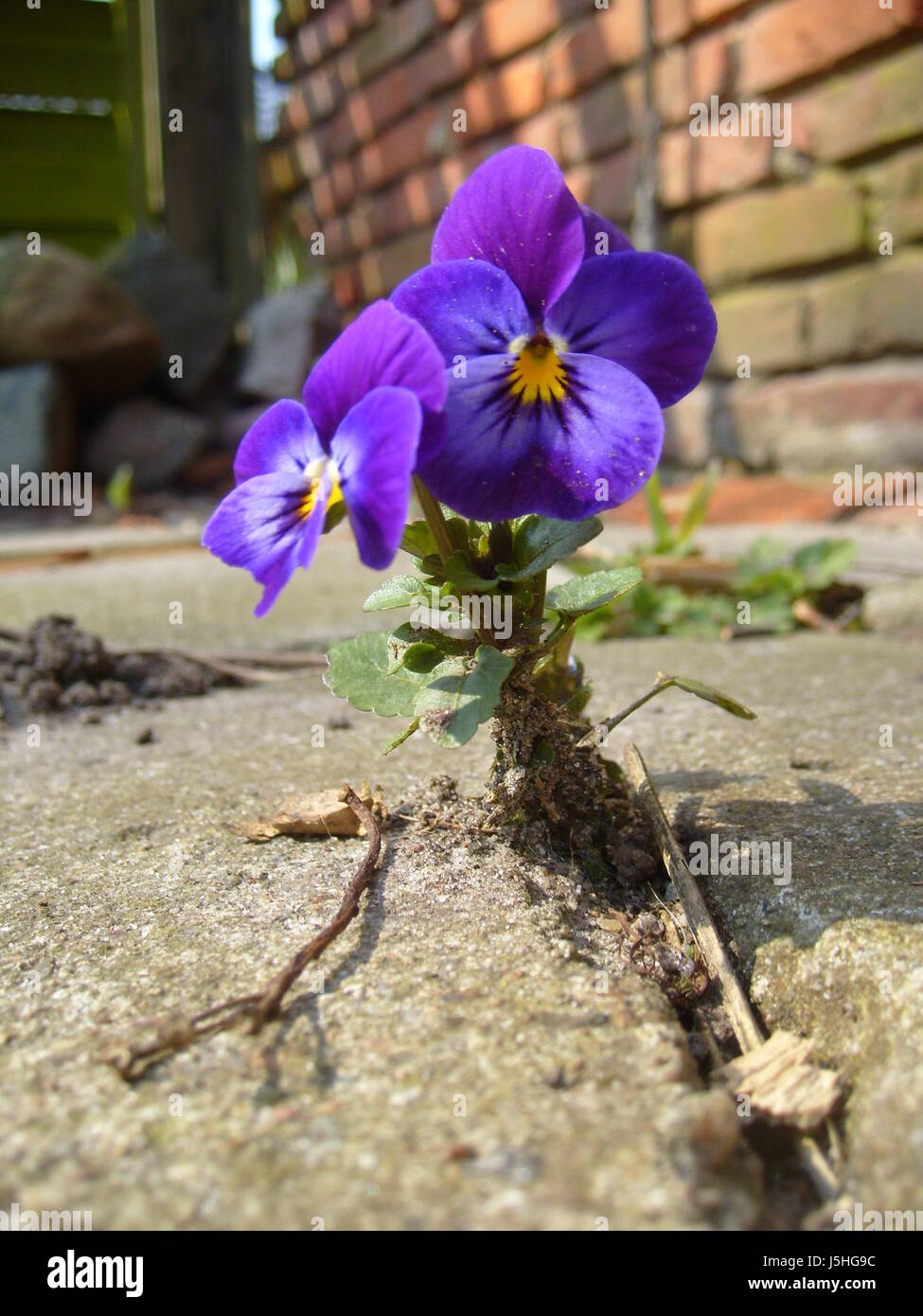 blue stone flower plant green bloom blossom flourish flourishing ...