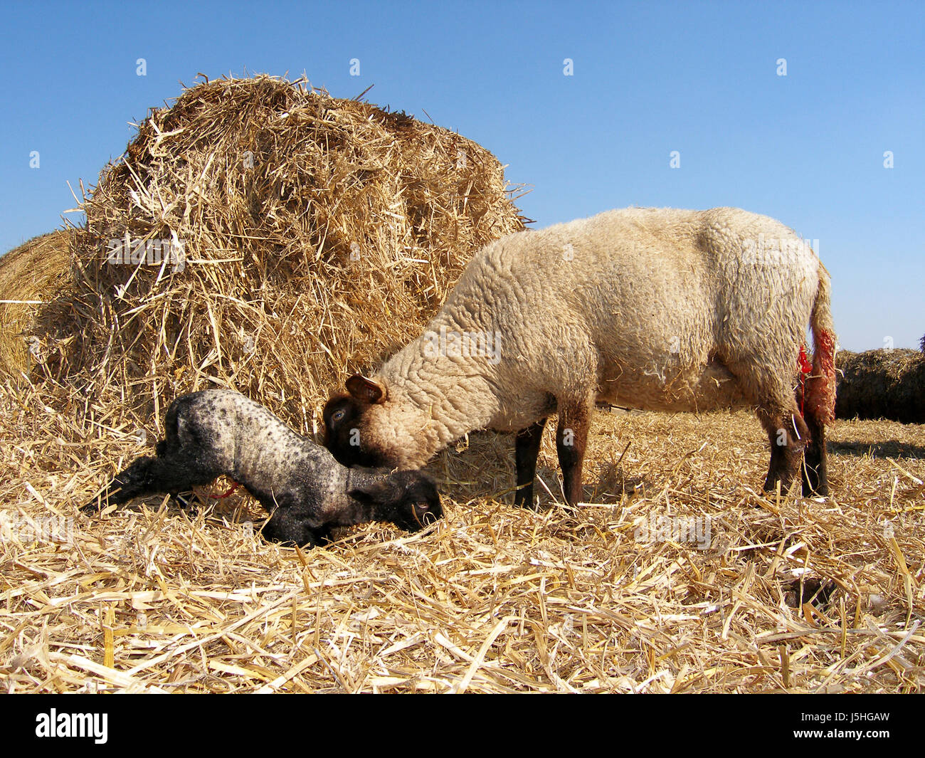 birth childbirth parturition delivery born animal mammal agriculture ...
