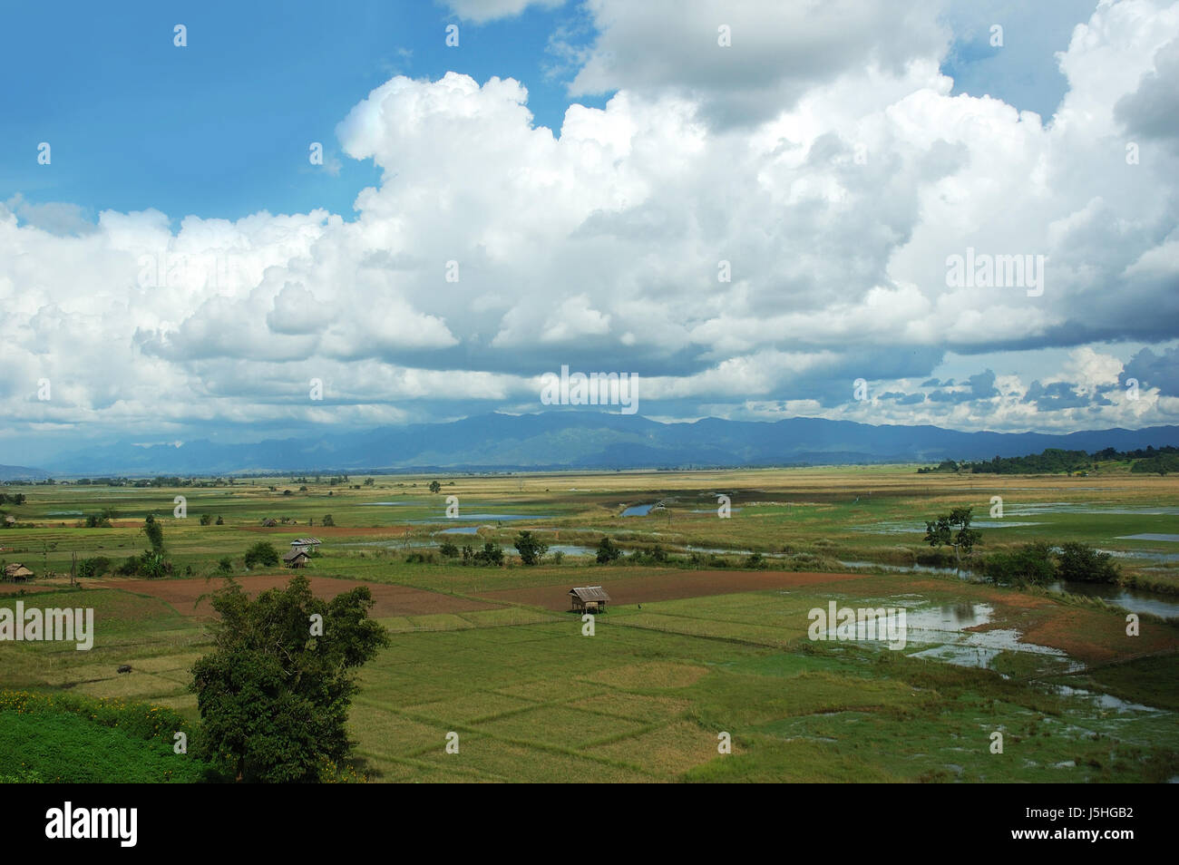food aliment tree horizon asia field myanmar farm farmer vegetation ...