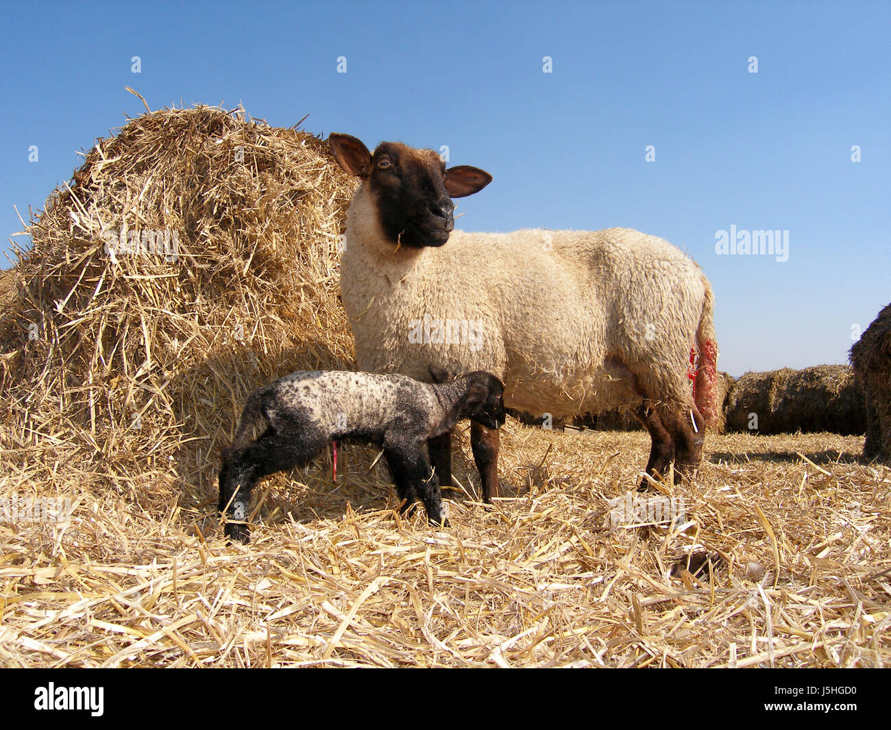 birth childbirth parturition delivery born animal mammal agriculture ...