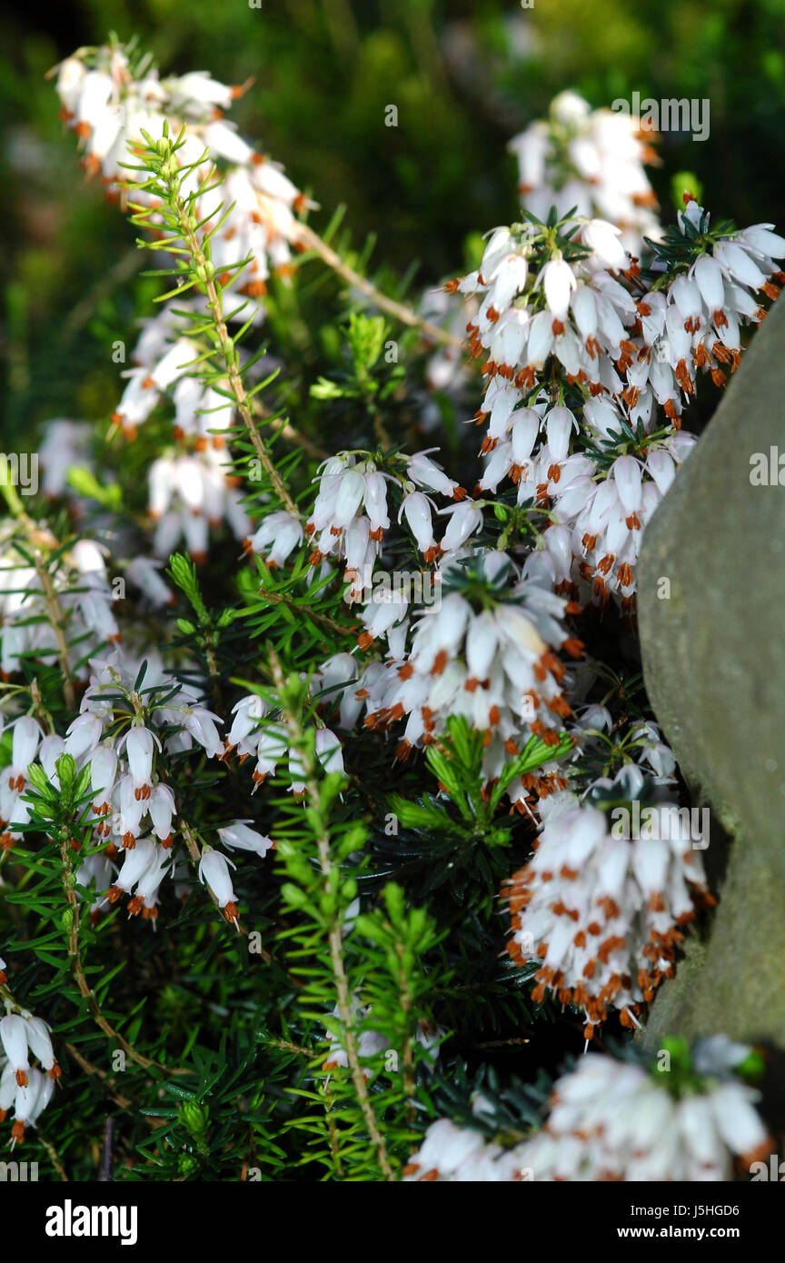 Winterheide High Resolution Stock Photography and Images - Alamy