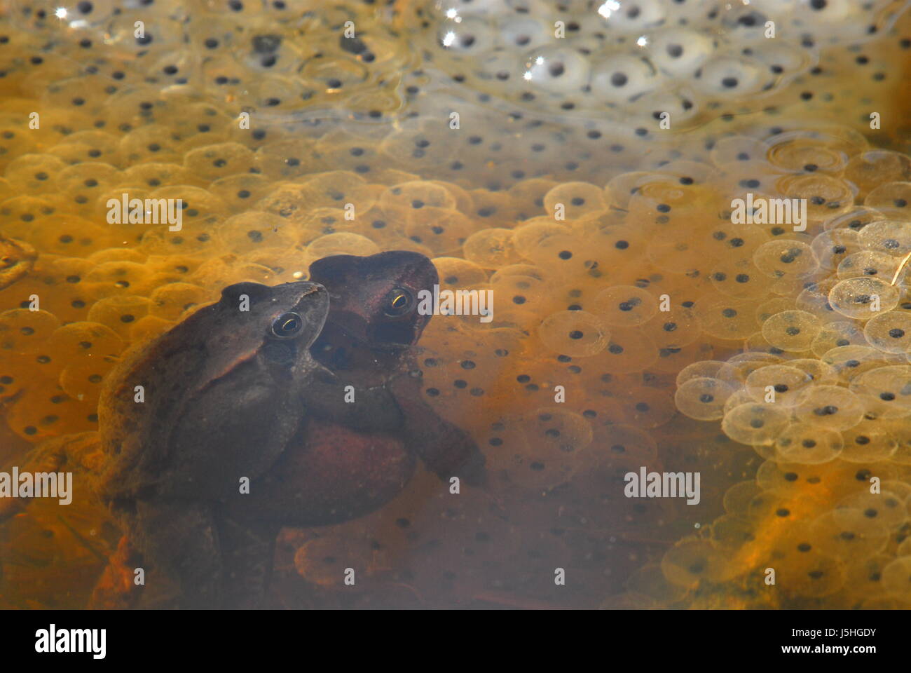 spring amphibians fresh water pond water spawn spawning couple pair ...