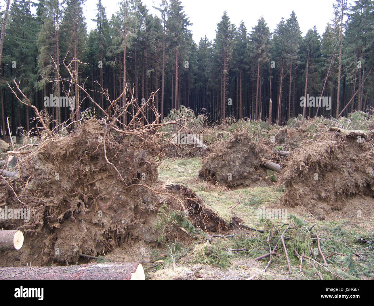 danger tree trees wood trunk pine insurance thunder-storm resin fir ...