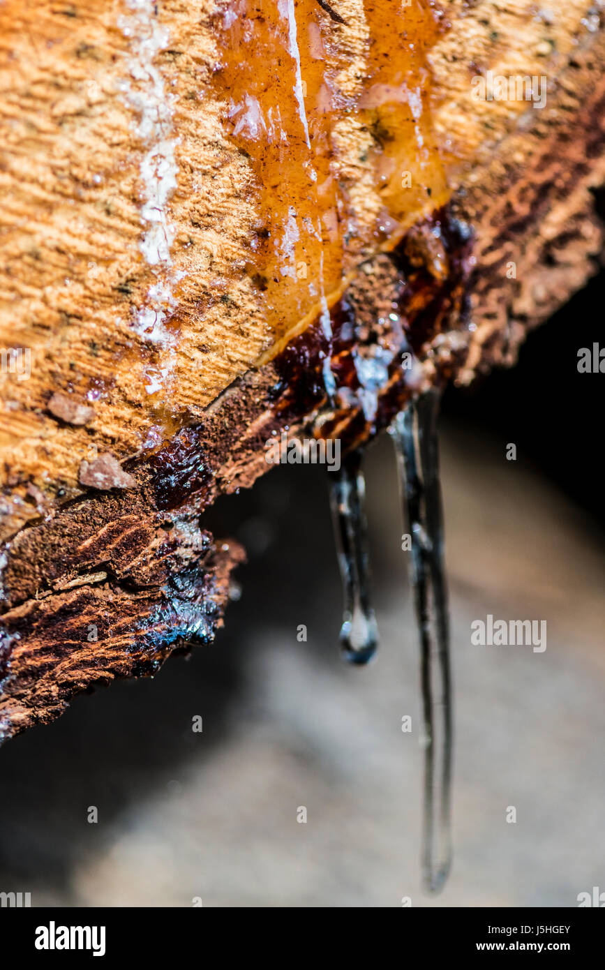 Tree Resin High Resolution Stock Photography and Images - Alamy