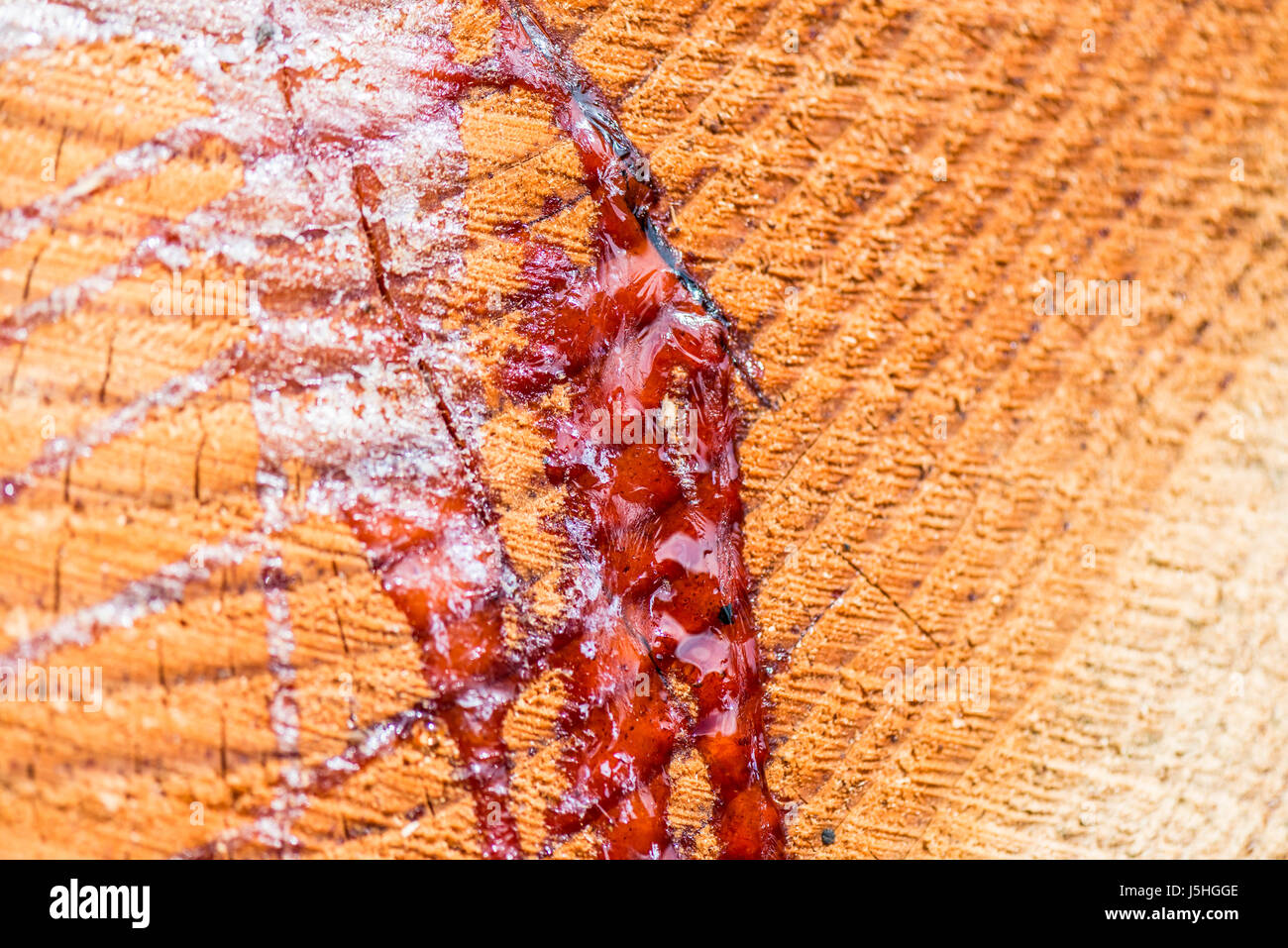 Tree sap coming from felled trees in Longleat Forest on a hot spring ...
