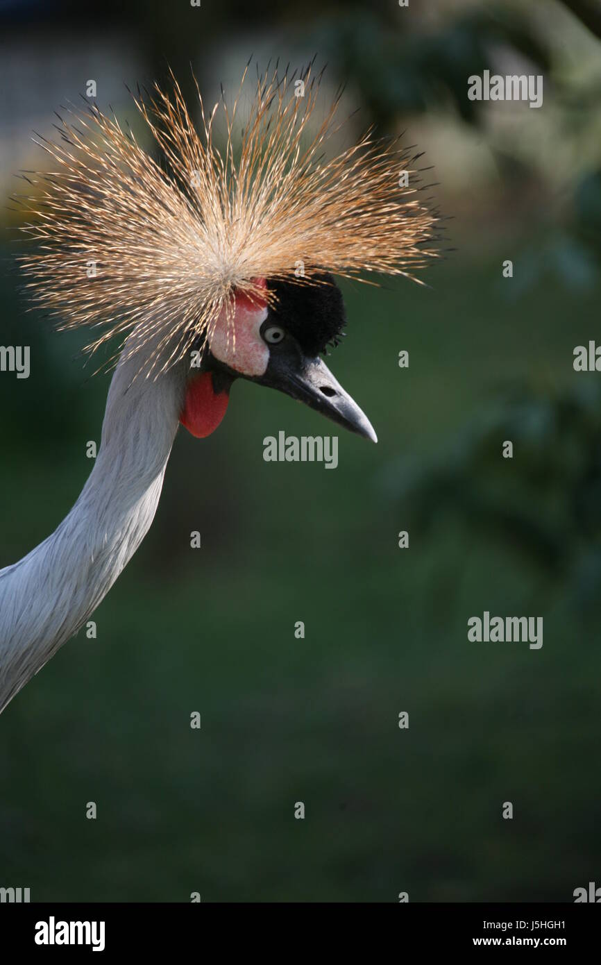 beautiful beauteously nice bird fauna africa birds feathers exotic ...