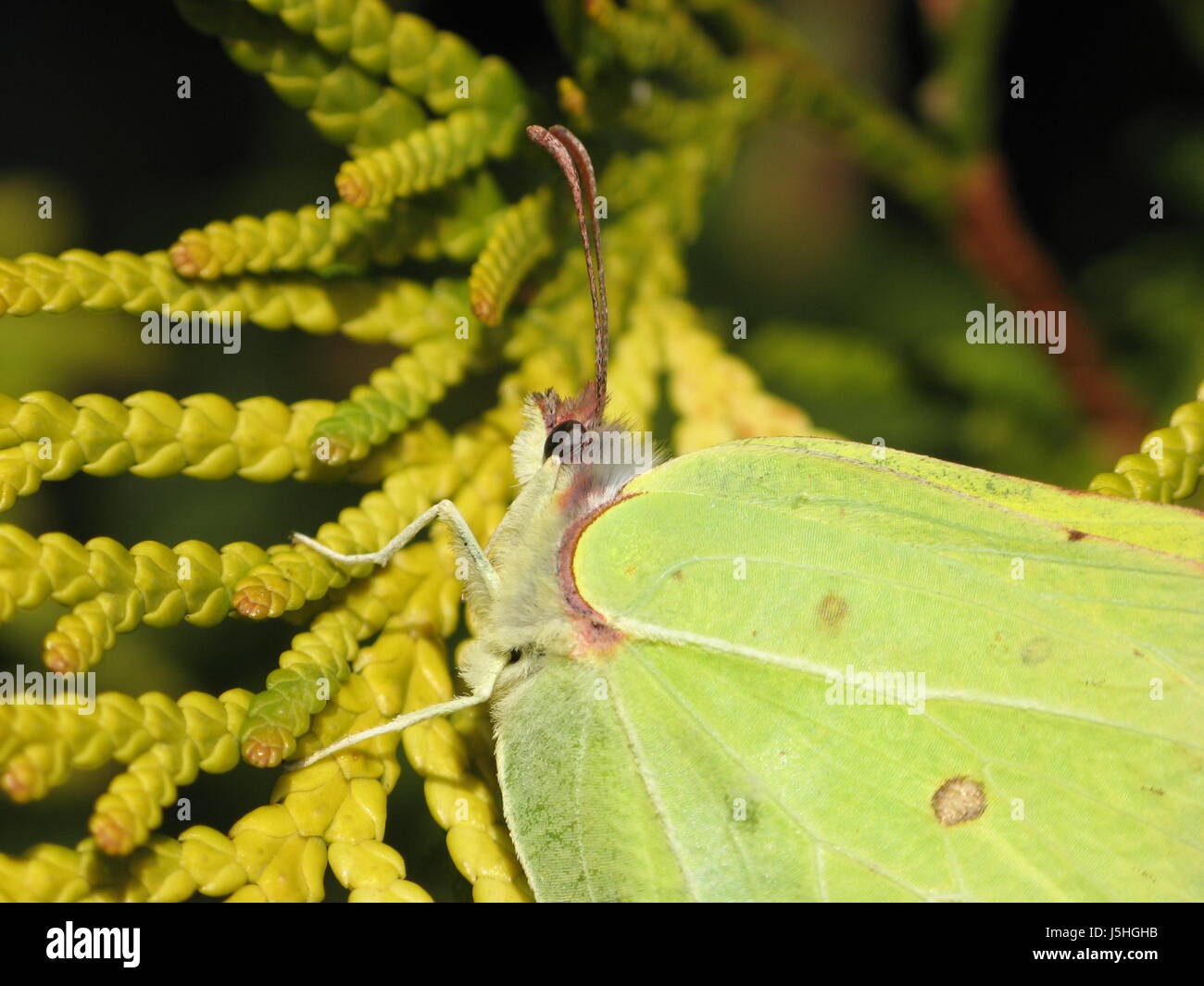 insect green butterfly eye organ spring antenna facet nature ...
