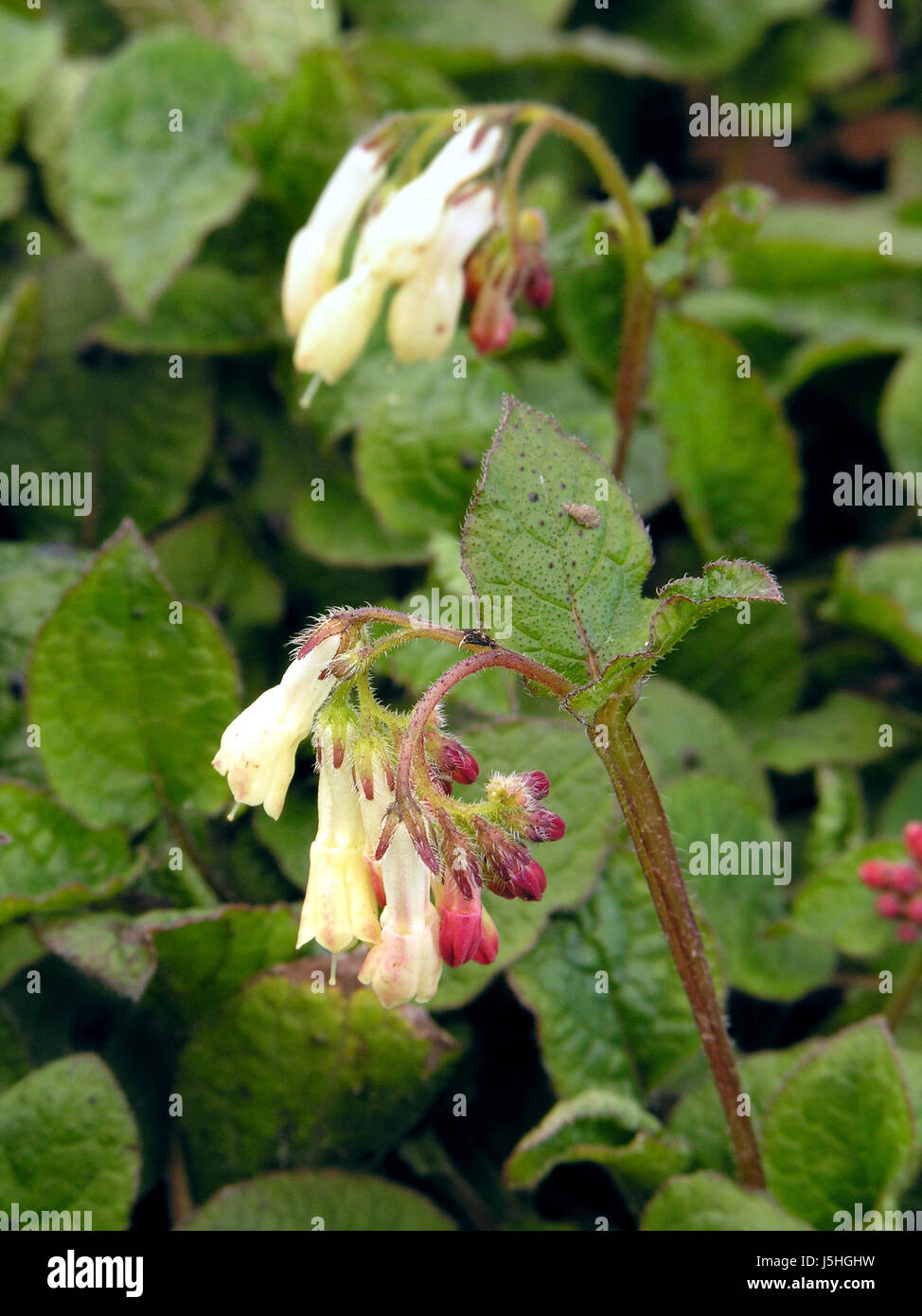 doctor physician medic medical practicioner blue flower plant bloom ...
