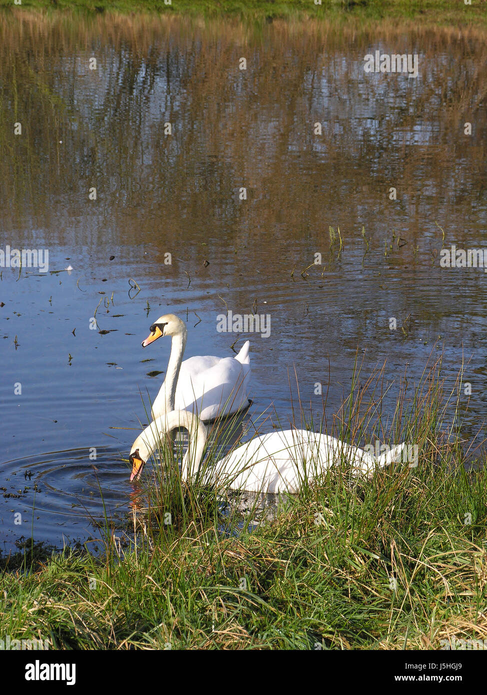 Swan mating mate love in hi-res stock photography and images - Alamy