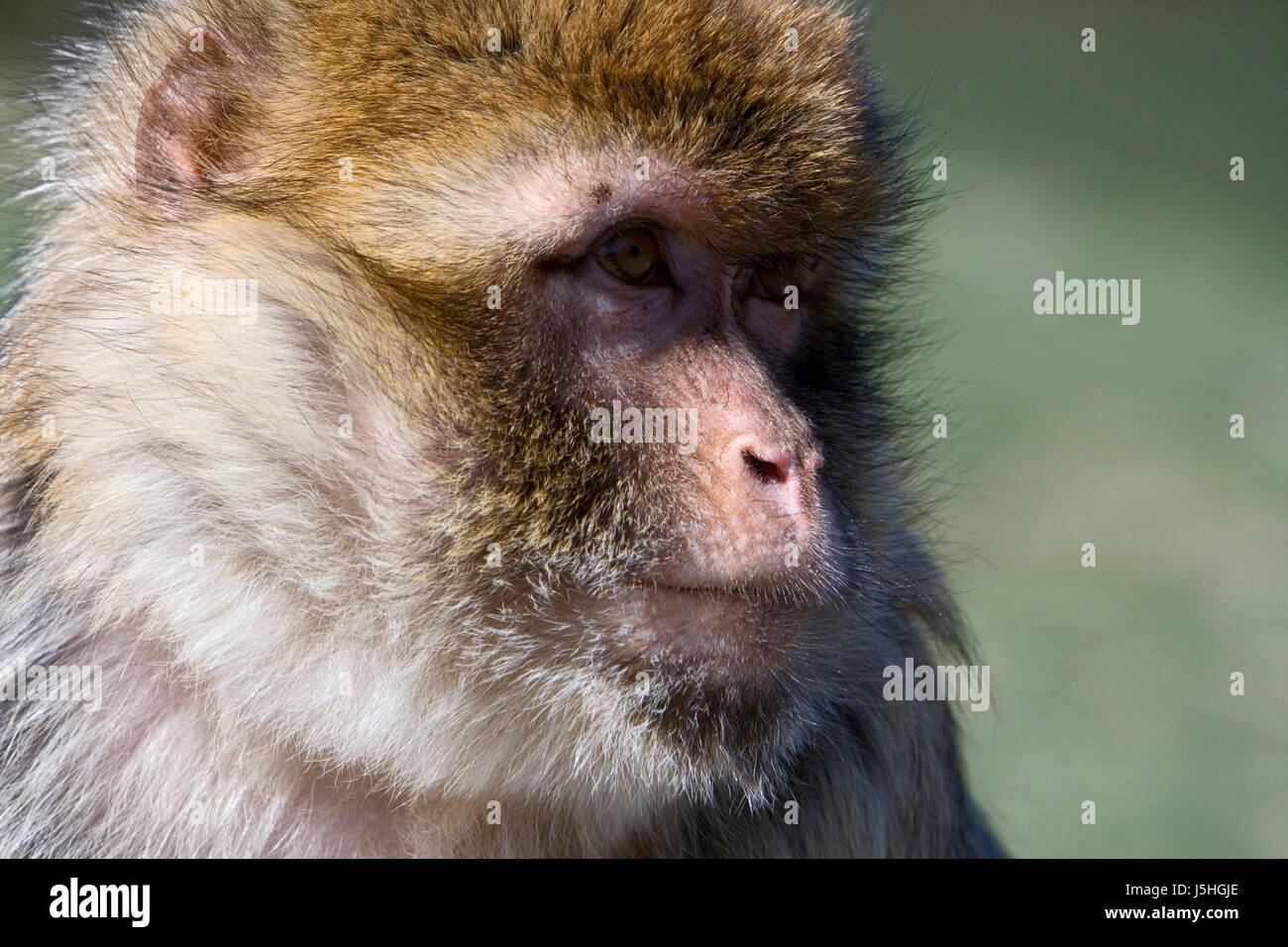 africa portrait sad monkey mood look glancing see view looking peeking ...