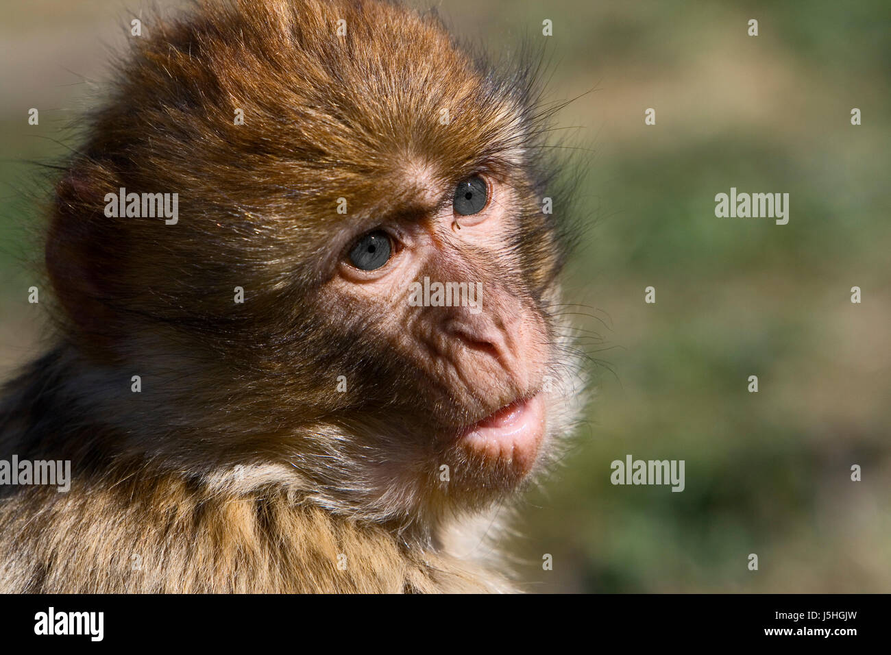 africa portrait sad monkey mood look glancing see view looking peeking ...
