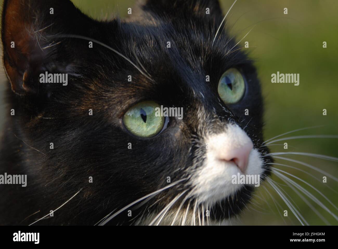 pet green face black swarthy jetblack deep black eyes pussy cat look ...