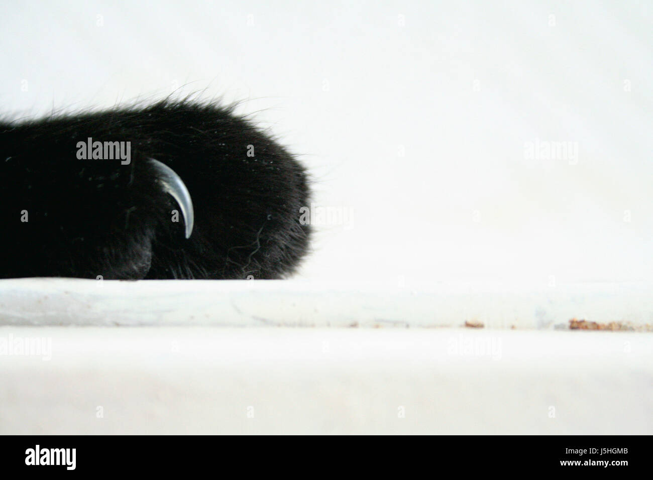 black swarthy jetblack deep black blank european caucasian claw cat ...