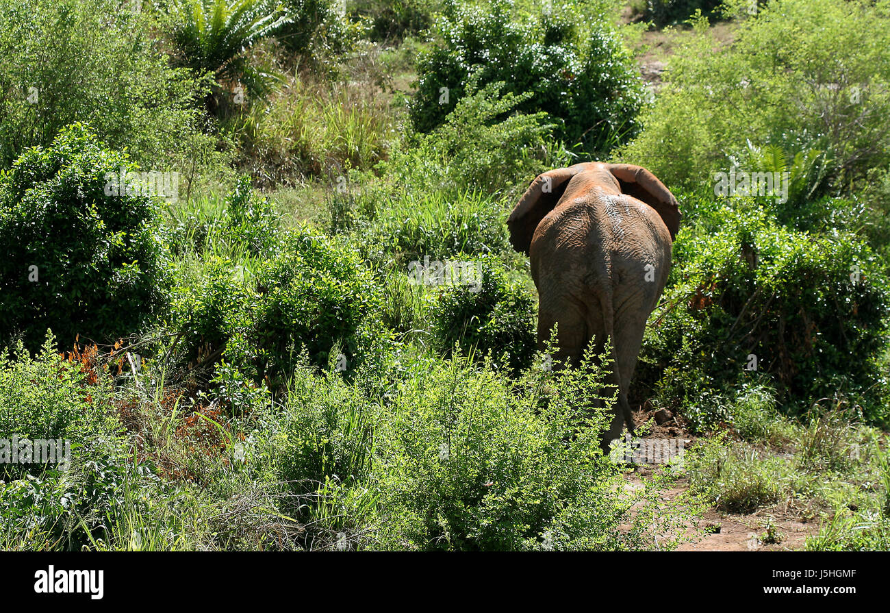 abandon go away depart disappear vanishing animal africa elephant ...
