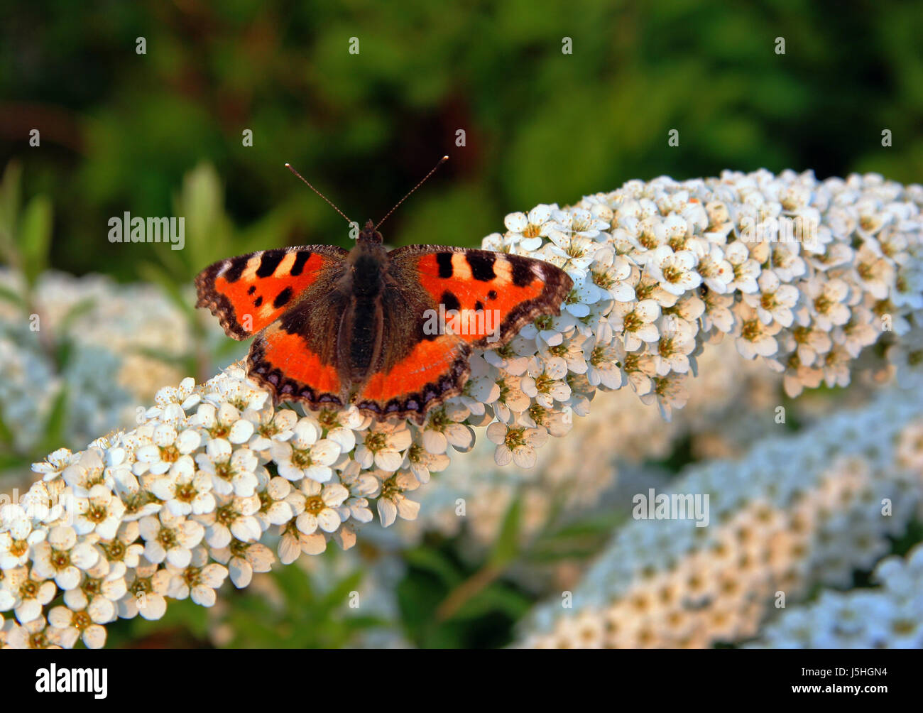 animal insect bloom blossom flourish flourishing butterfly animals ...