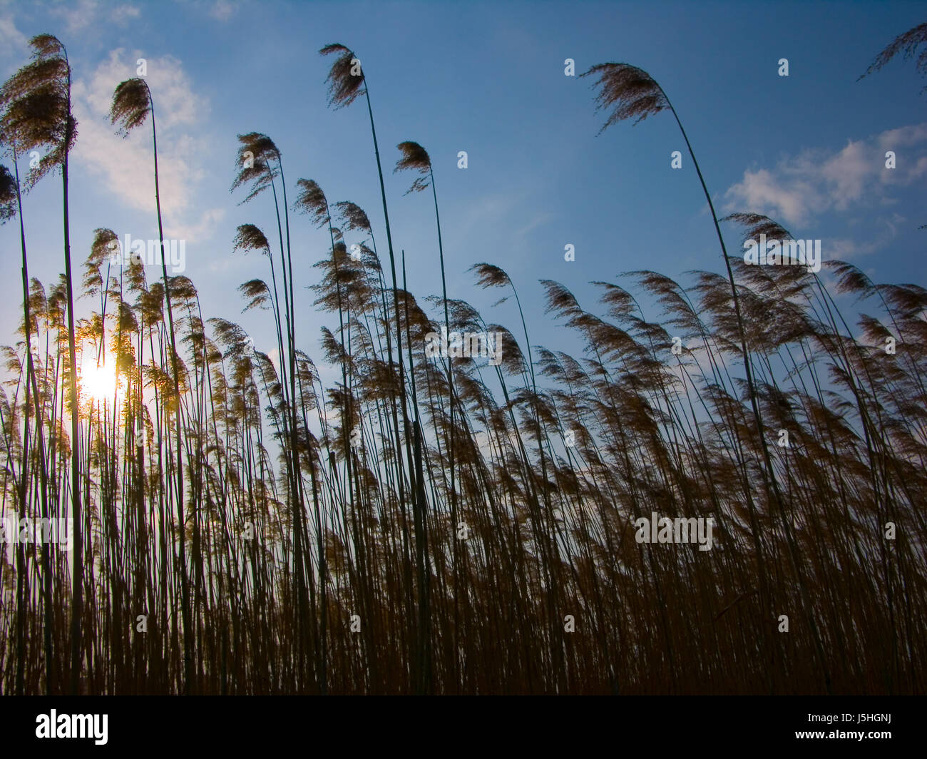 reed in backlight Stock Photo - Alamy