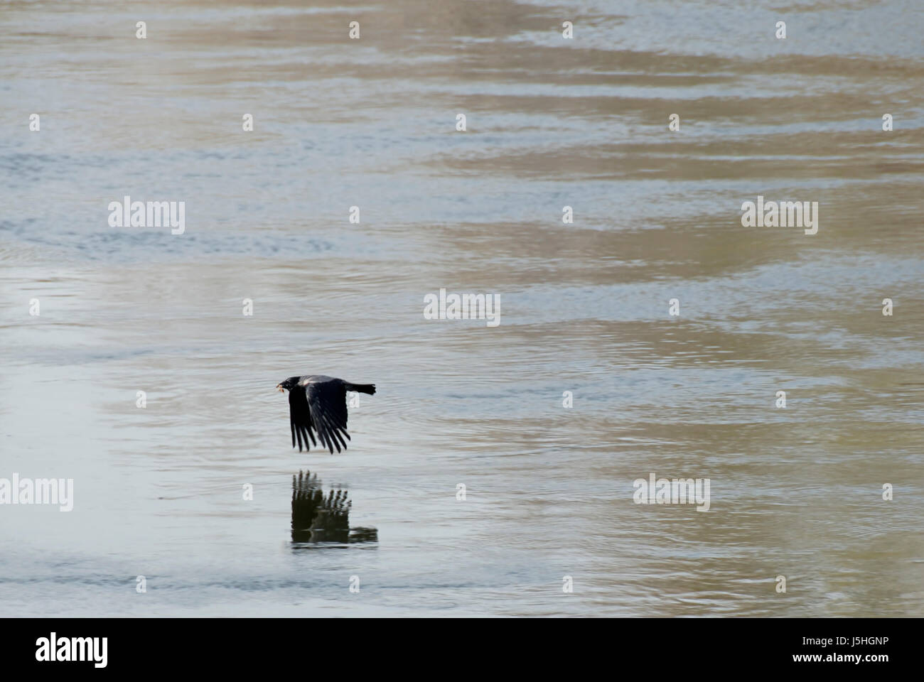 fodder waters flight bird hunger birds mirroring danube crow mirror ...