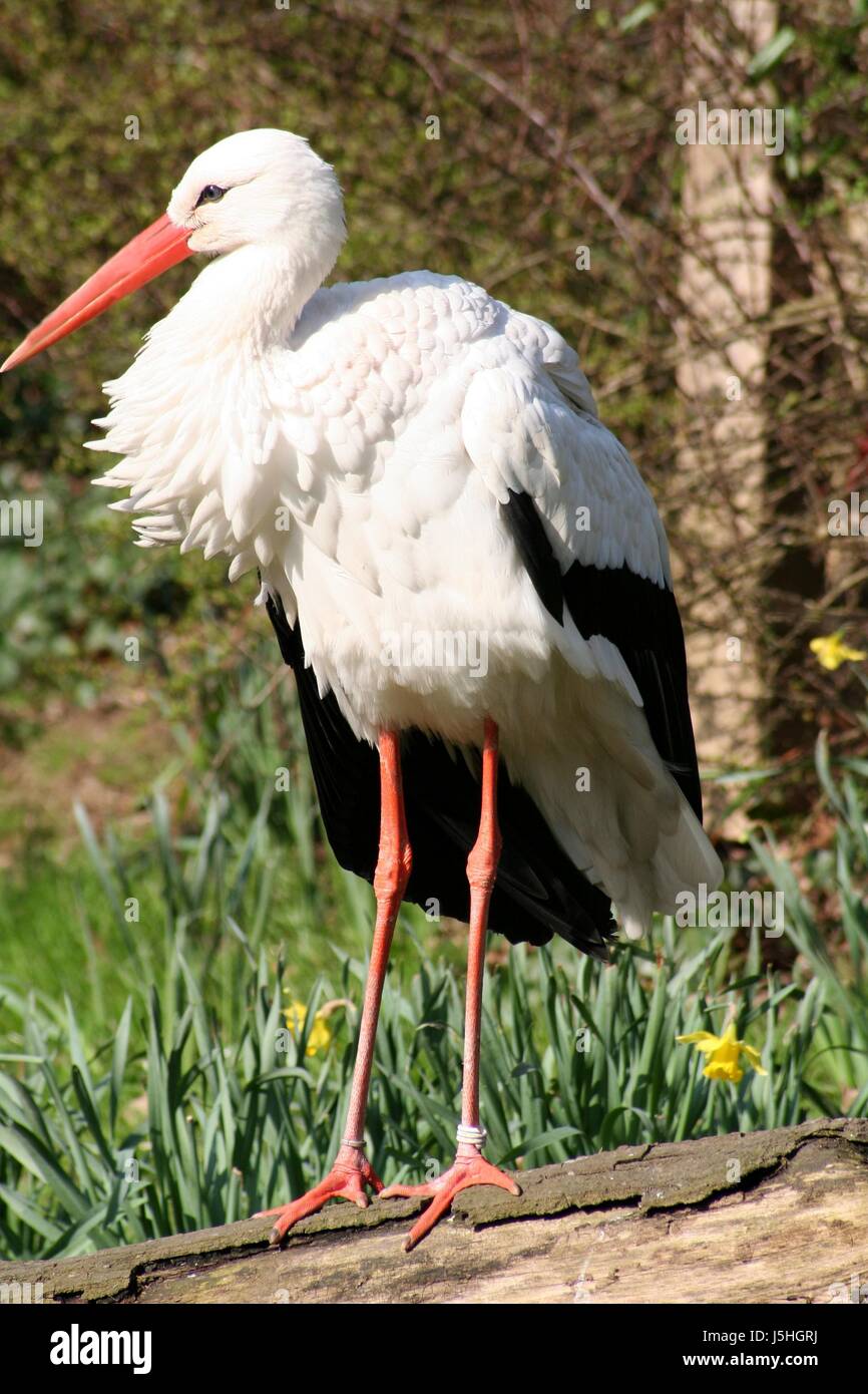 animal bird birds beak stork migrant birds of passage beaks schwarzstorch Stock Photo - Alamy