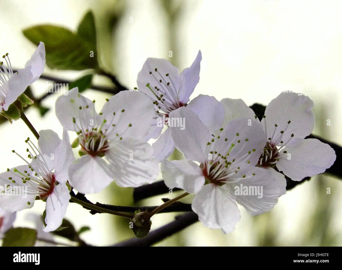 tree trees flower plant bloom blossom flourish flourishing flowers ...