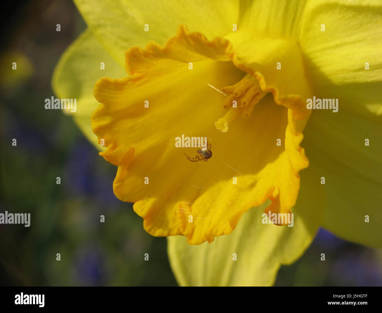 animal spider spider webs daffodil narcissus yellow nature gelbe ...