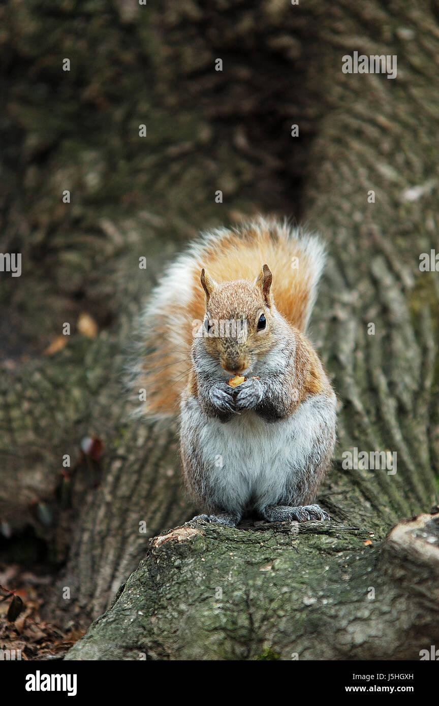 fodder park animal animals rodent spring creature squirrel animal ...