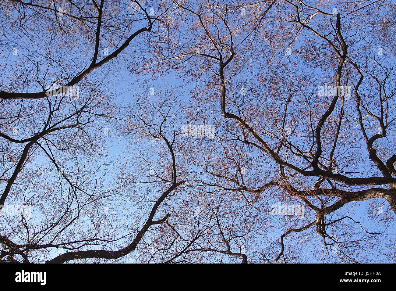 blue,tree,trees,branches,branch,head of a tree,firmament,sky,nature ...