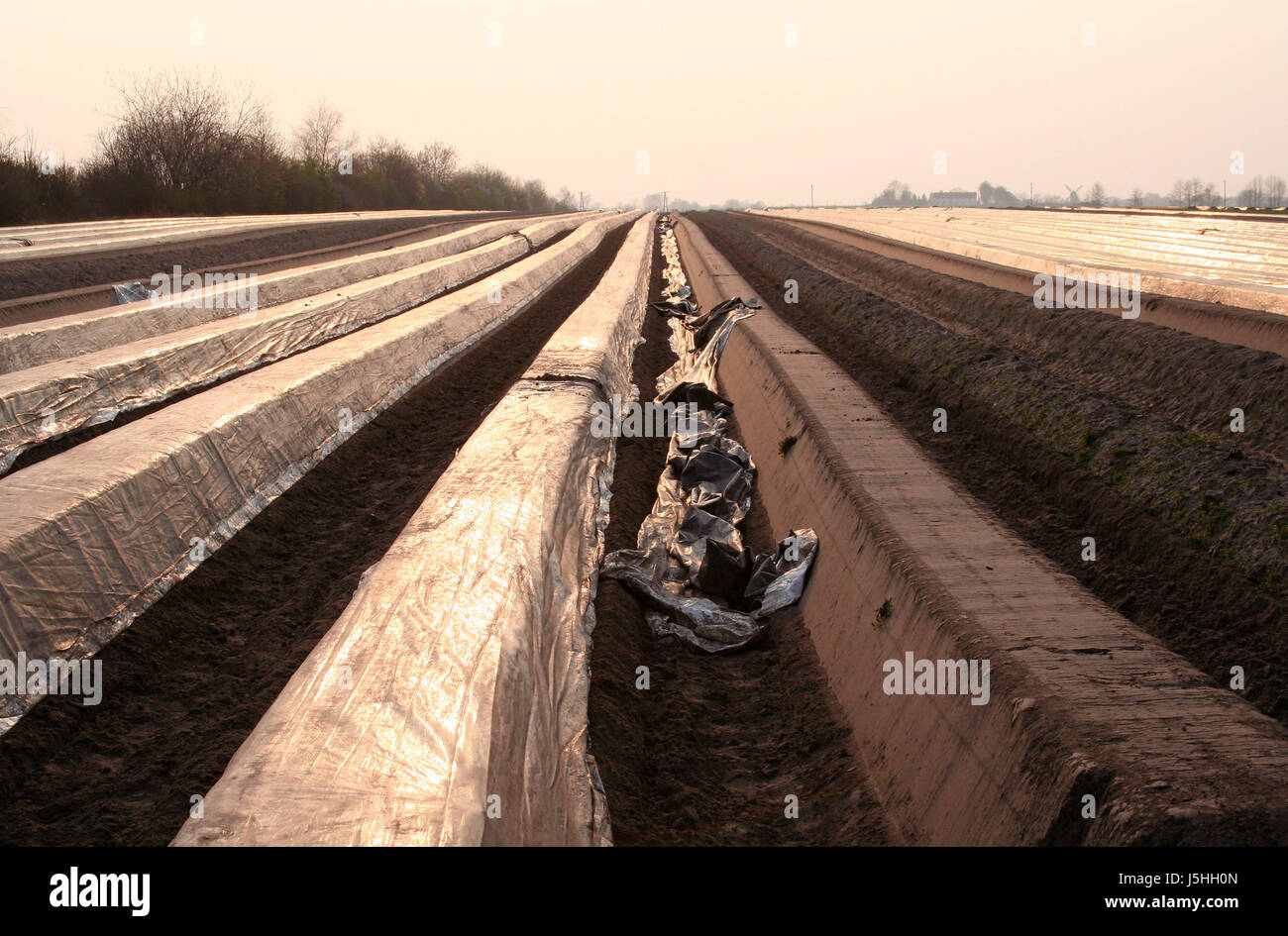 agriculture farming beds blank european caucasian enjoy brandenburg ...