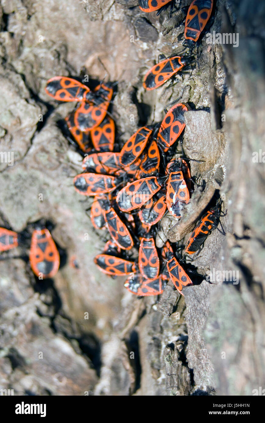 firebug - pyrrhocoris apterus Stock Photo - Alamy