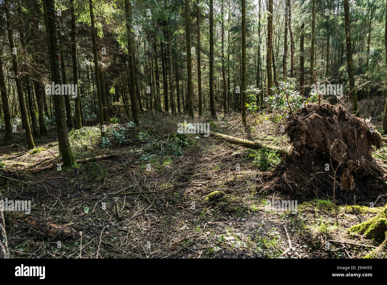 An uprooted tree amongst still standing trees in Longleat Forest ...