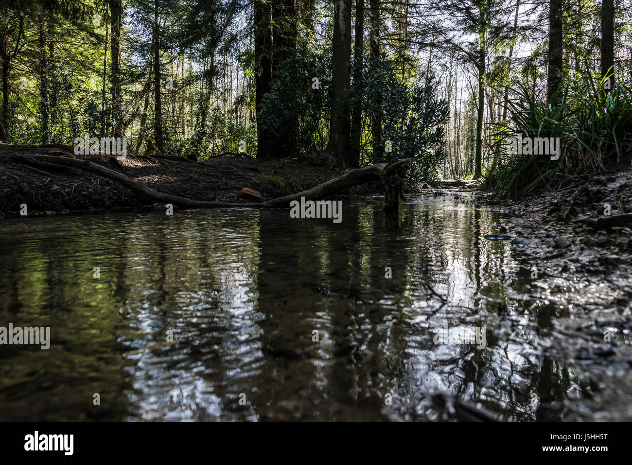 Part of water management system in Longleat Forest leading to ...