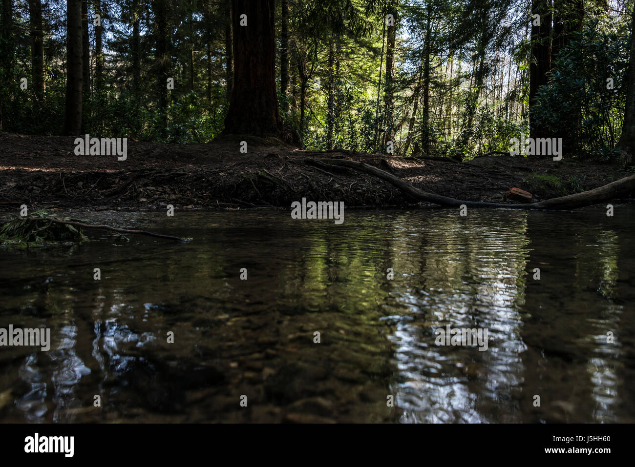 Part of water management system in Longleat Forest leading to ...