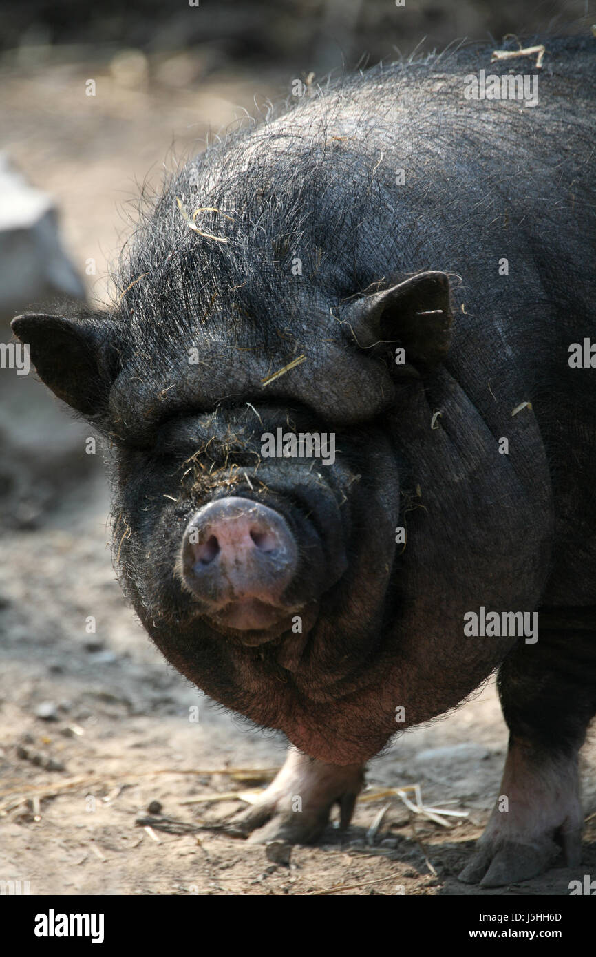 pet asia hairy asiatic nose viet nam vietnam proboscis bristles bristly ...